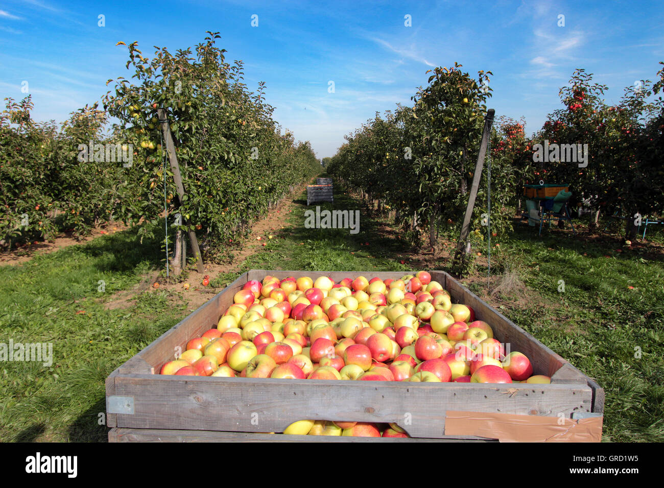 Consumer harvest hi-res stock photography and images - Alamy