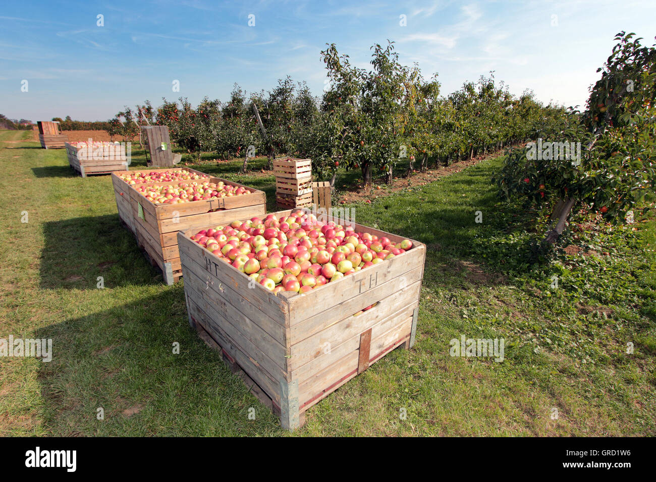 Apple Harvest In Hofheim Germany Stock Photo - Alamy