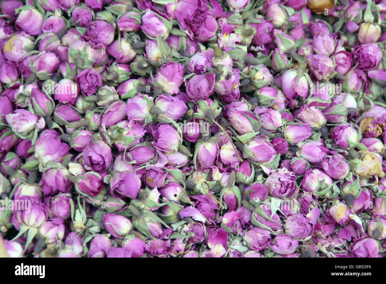Purple Rose High Resolution Stock Photography and Images - Alamy