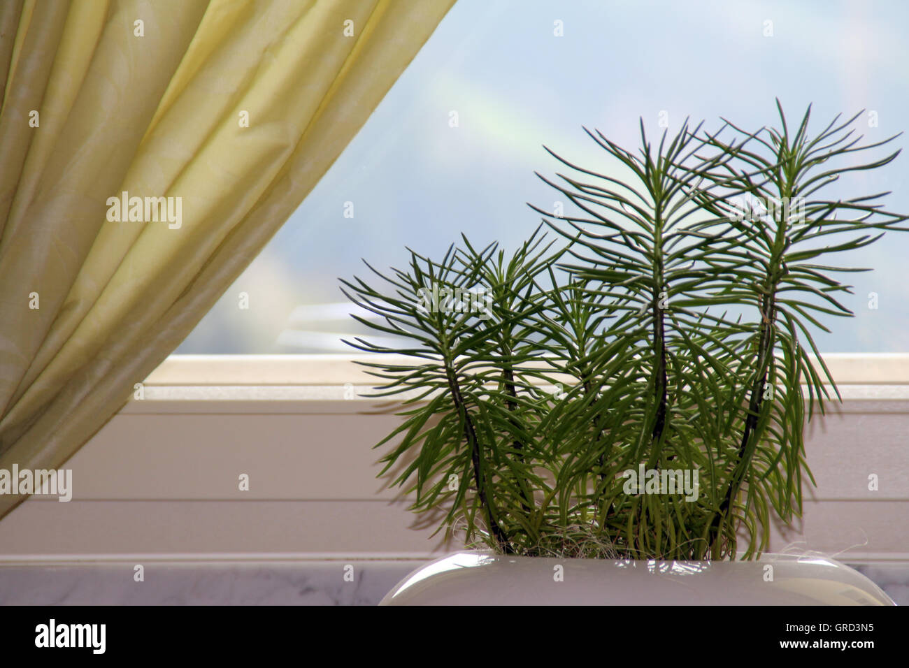 Plants In Front Of A Window Stock Photo - Alamy