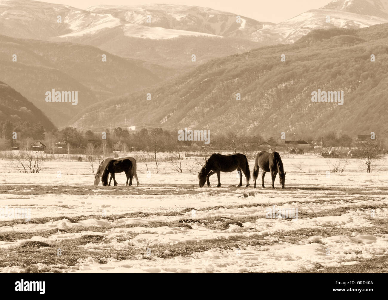 Landscape grazing hi-res stock photography and images - Alamy