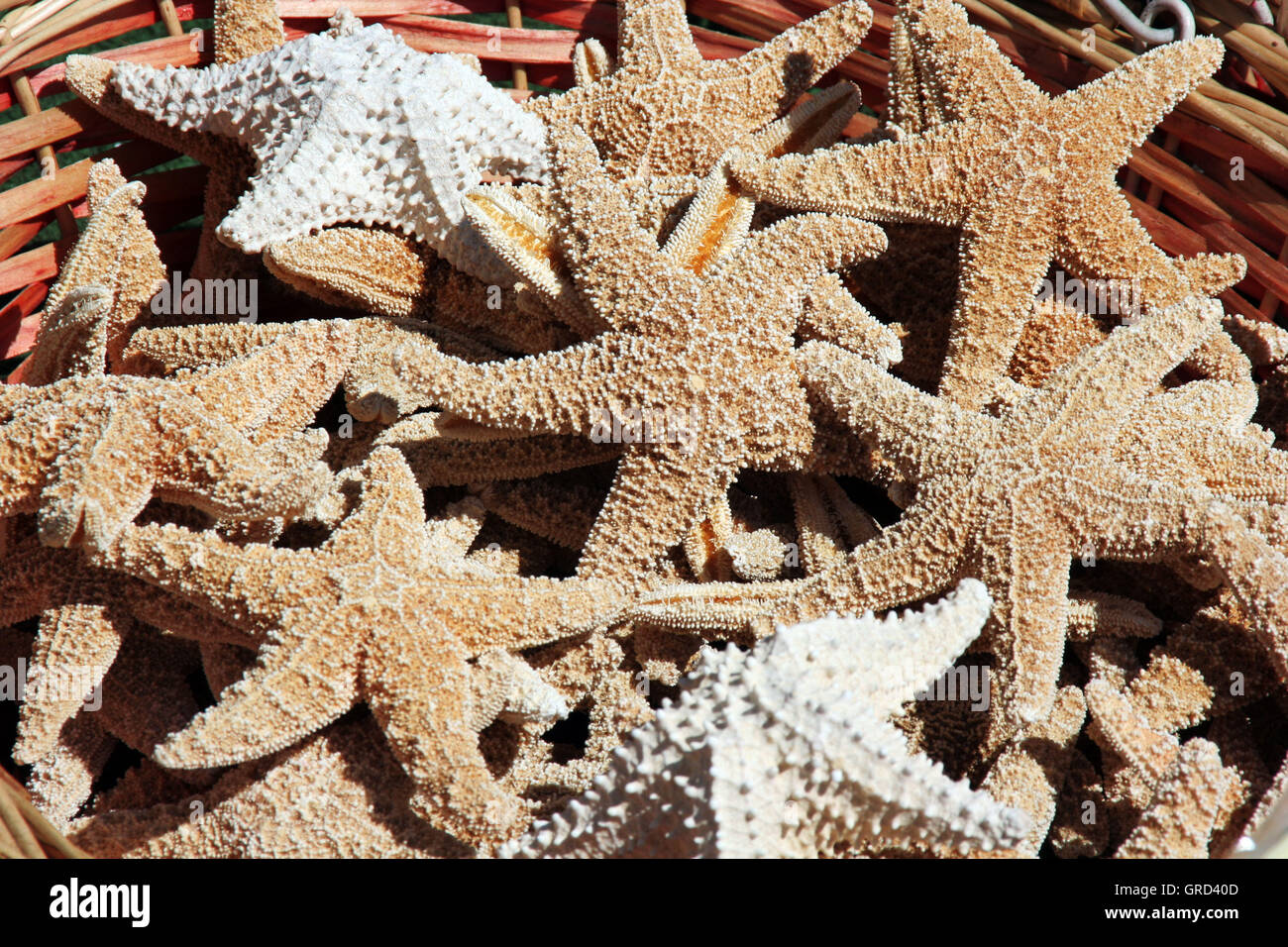 Basket Starfish Stock Photos & Basket Starfish Stock Images - Alamy