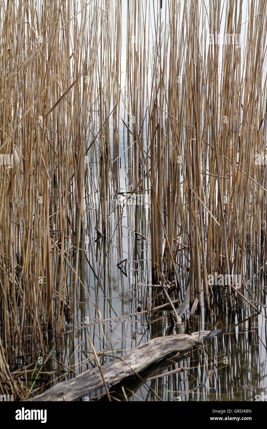 Landscape with reeds picture hi-res stock photography and images - Alamy