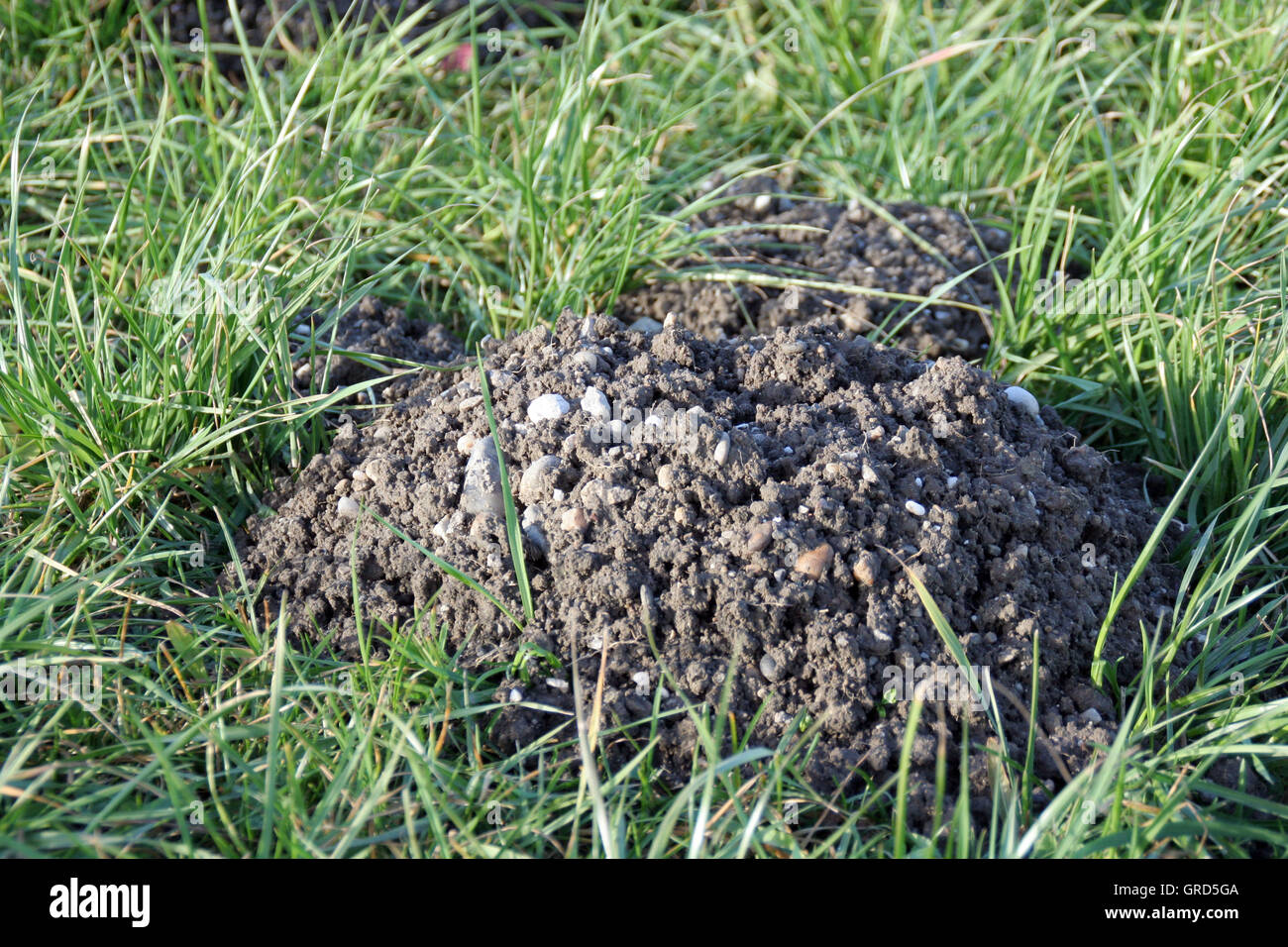 Molehill hi-res stock photography and images - Alamy