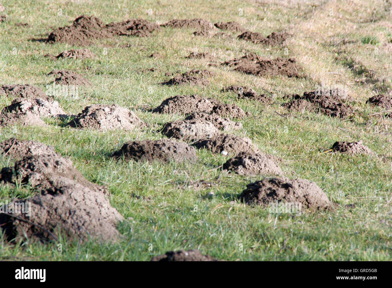 Molehill hi-res stock photography and images - Alamy