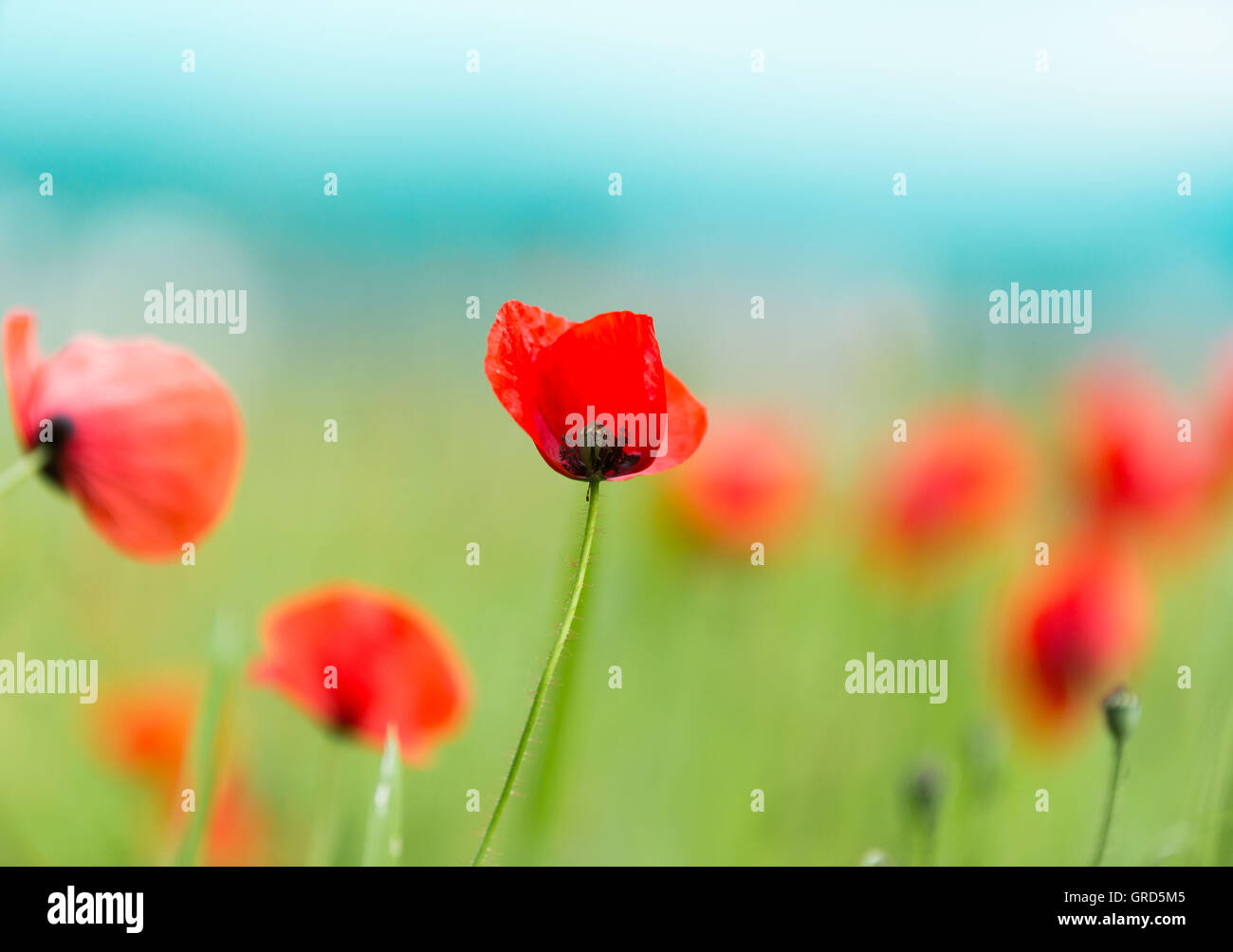 Red fuzzy flower hi-res stock photography and images - Alamy
