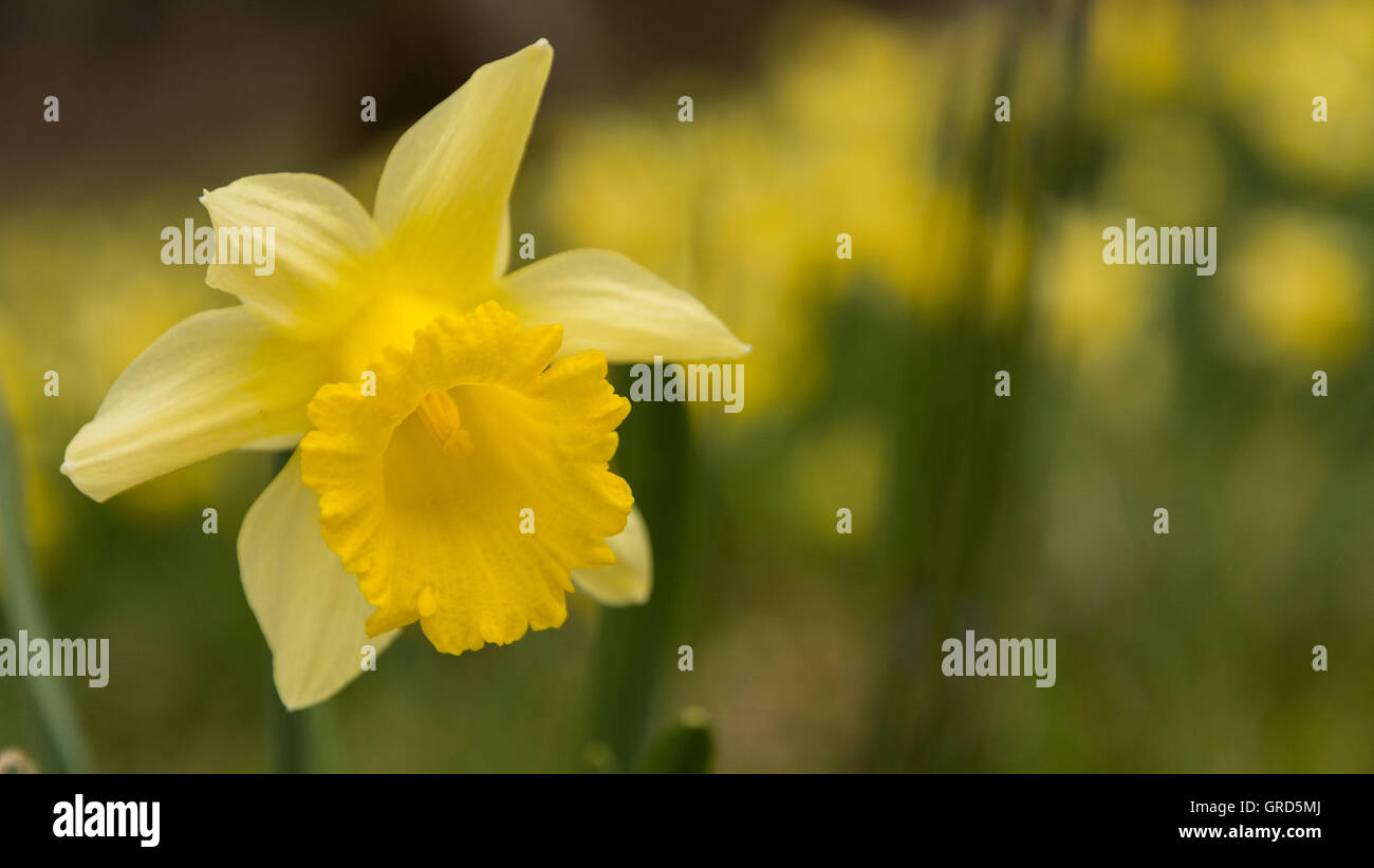 Trees and meadows and fields with daffodil blossom hi-res stock ...