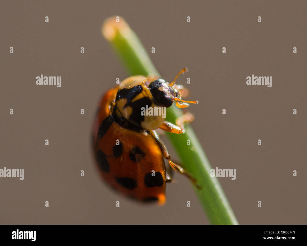 Ladybug legs hi-res stock photography and images - Alamy