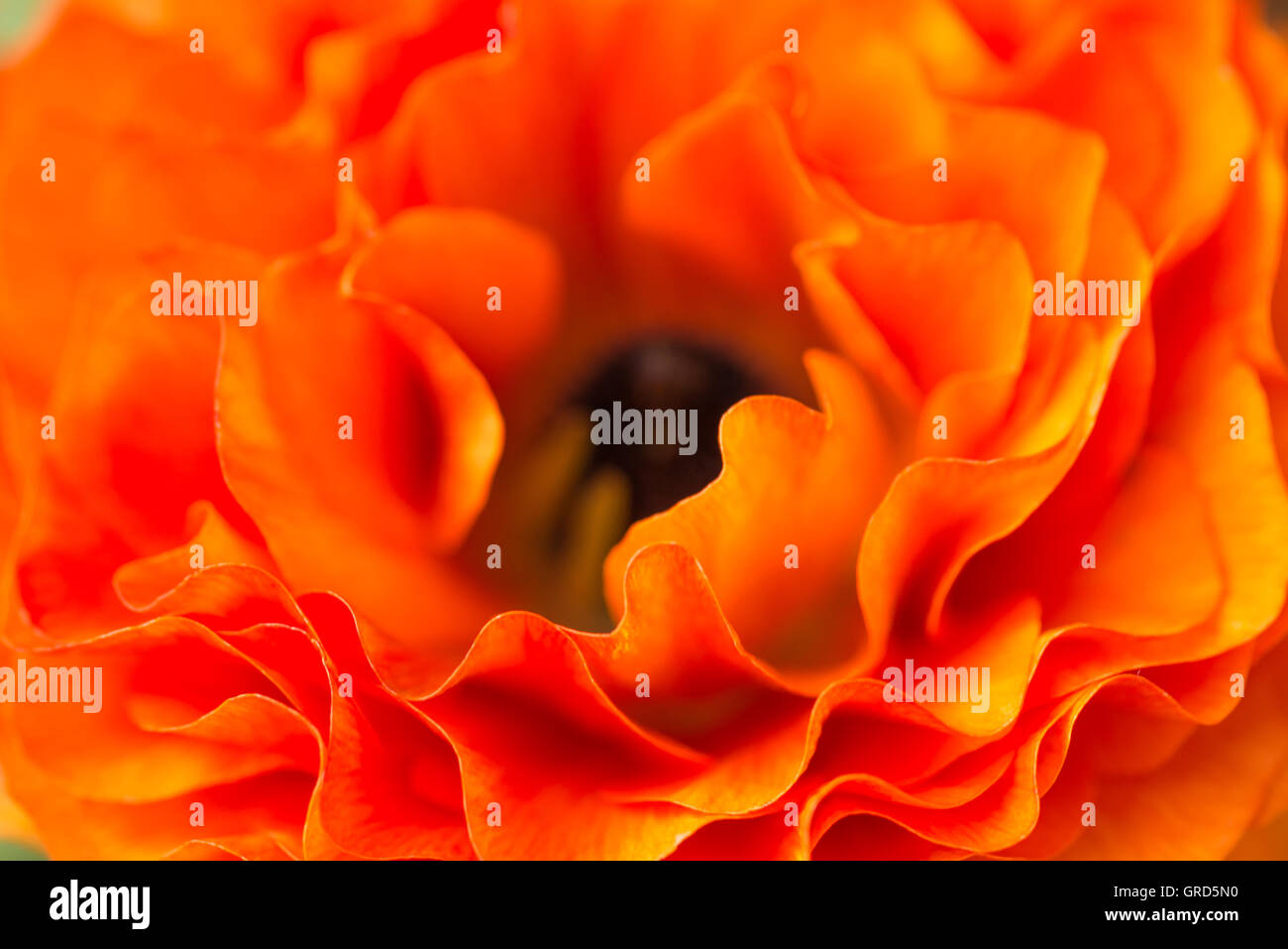Fire field flower hi-res stock photography and images - Alamy