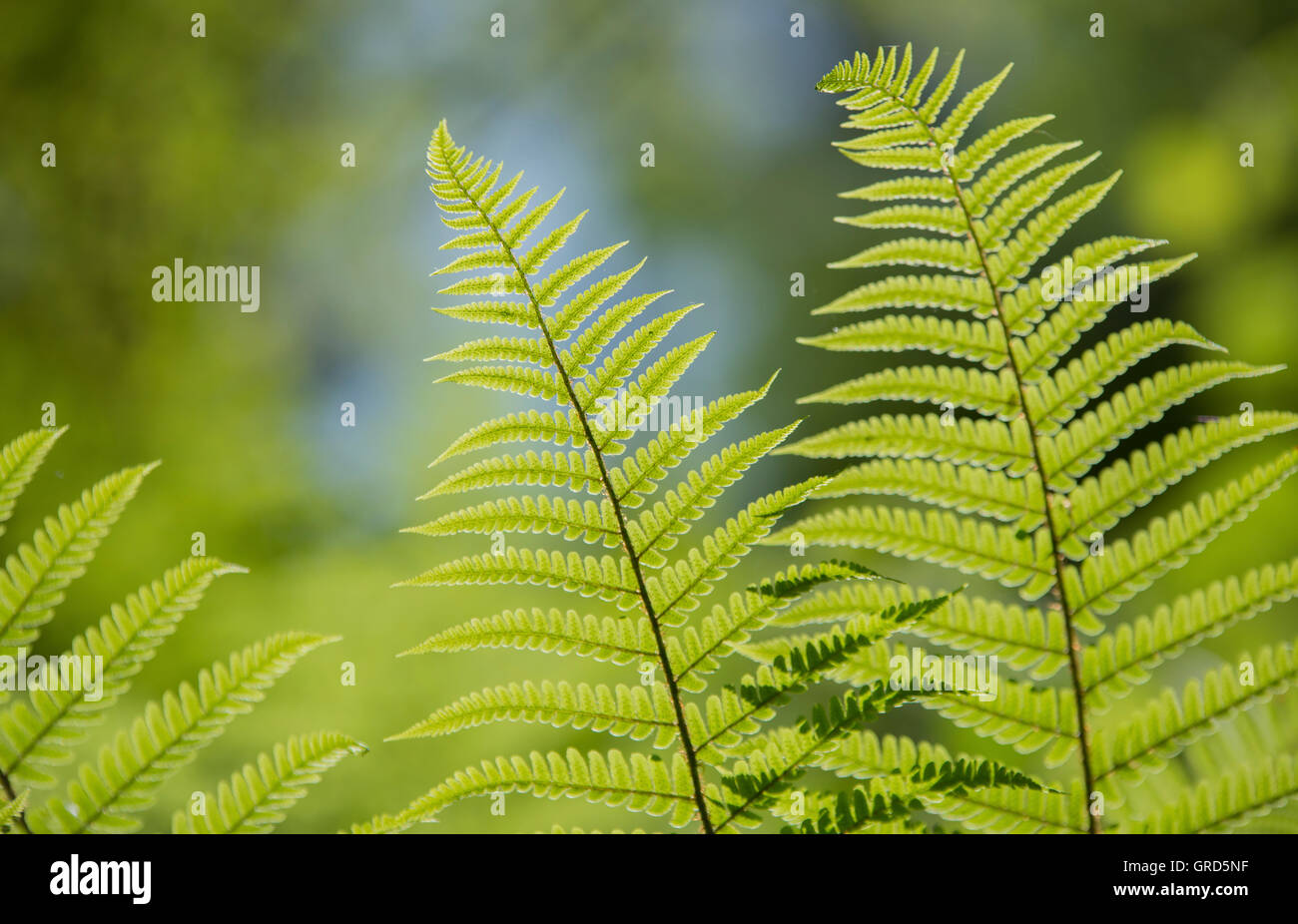 Herb shrubs hi-res stock photography and images - Alamy