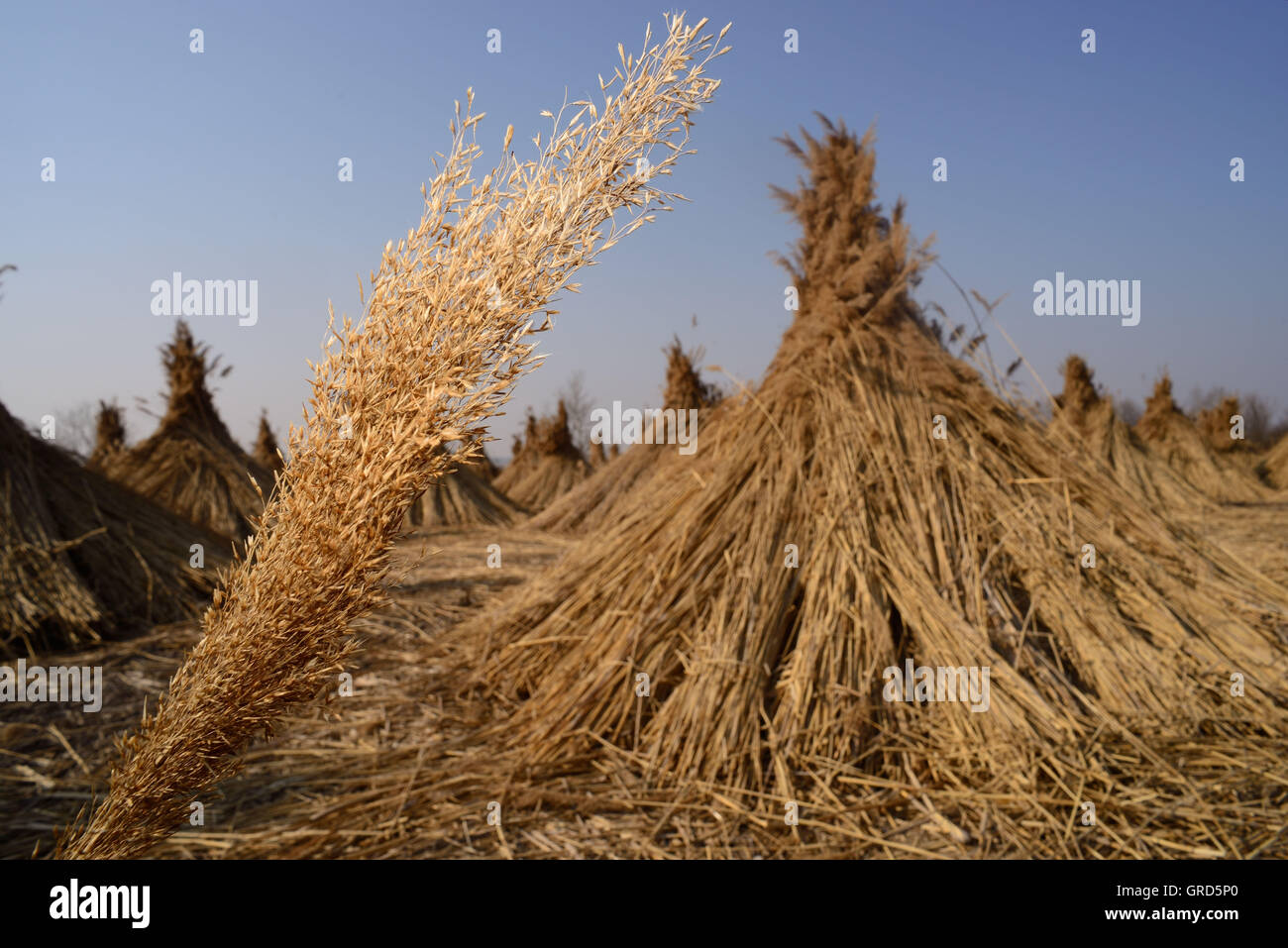 Common Reed For Drying On Lakeside Of Neusiedlersee Stock Photo - Alamy