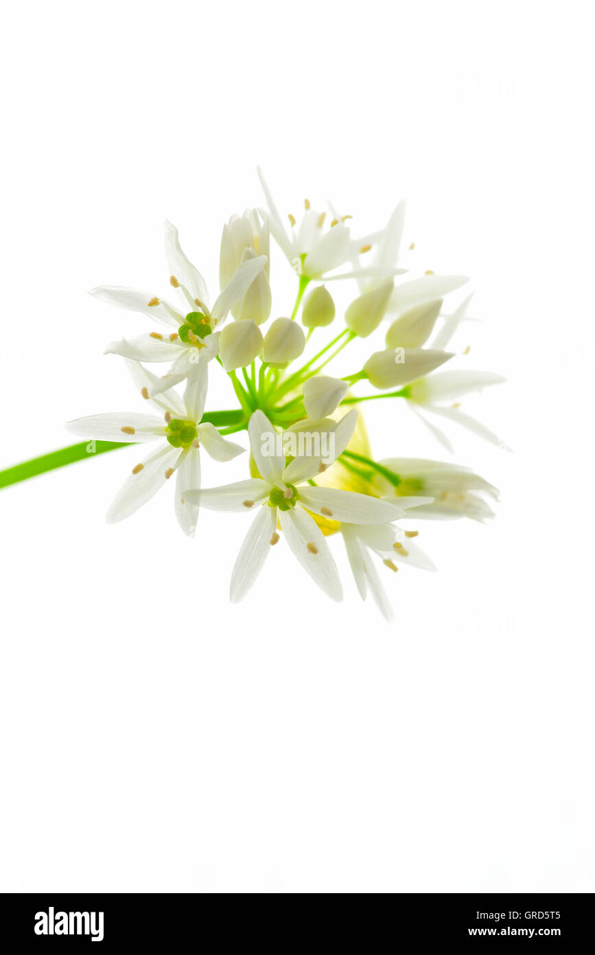 Ransom flower hi-res stock photography and images - Alamy