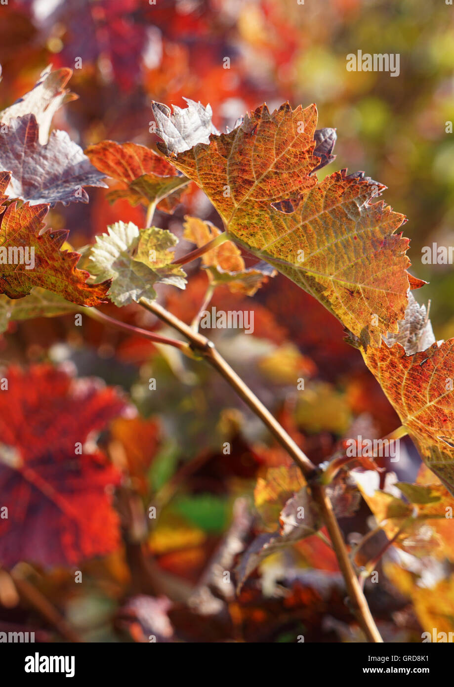 Autumn in vineyard hi-res stock photography and images - Alamy
