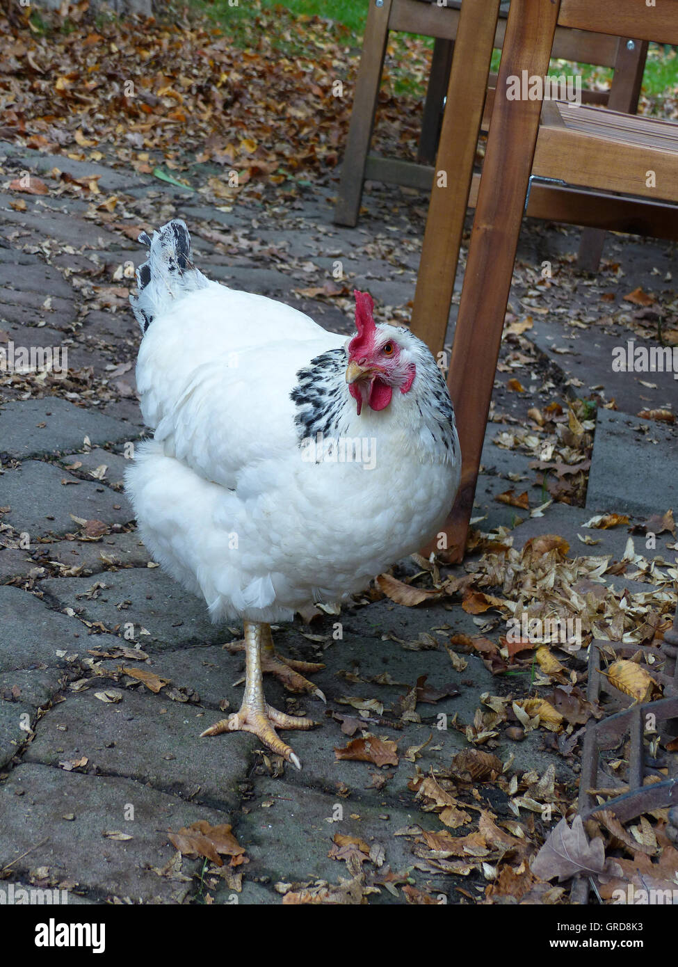 Happy Freerunning White Hen In Garden, Autumn Stock Photo - Alamy