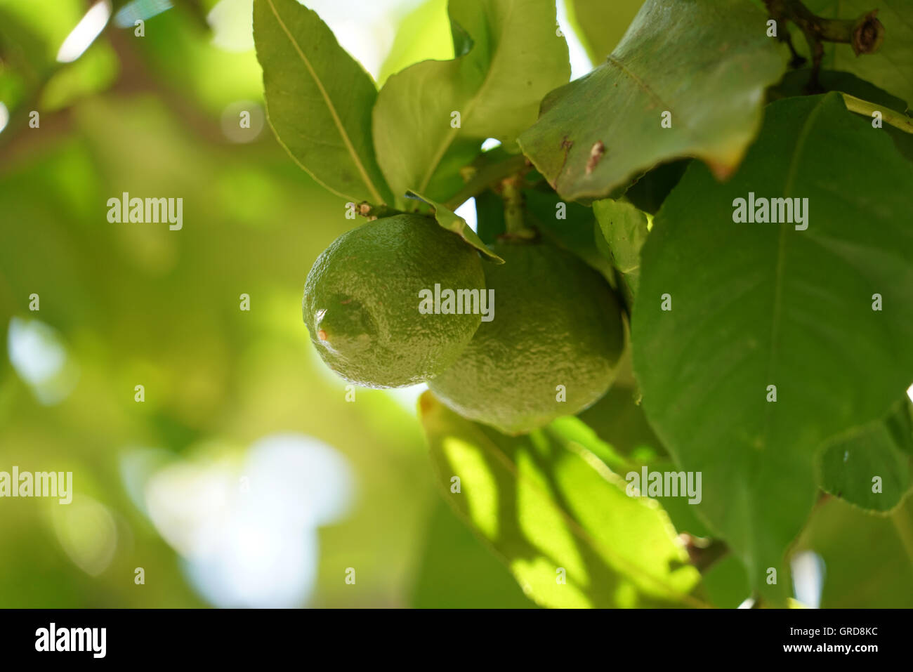 Lemon tree fruits detail hi-res stock photography and images - Alamy