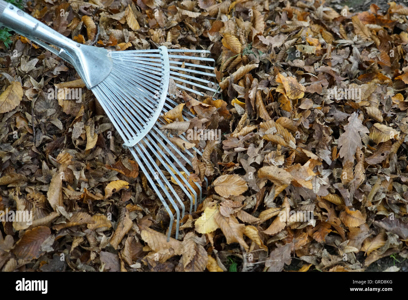 Piles of leaves with a rake hi-res stock photography and images - Alamy