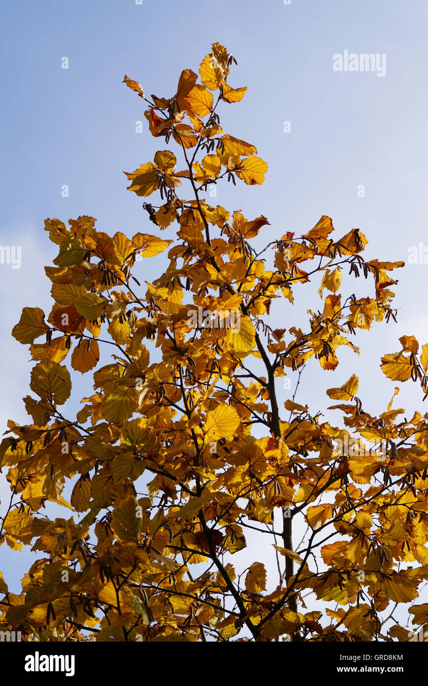 Autumnal Yellow Coloured Hazel Bush Stock Photo - Alamy