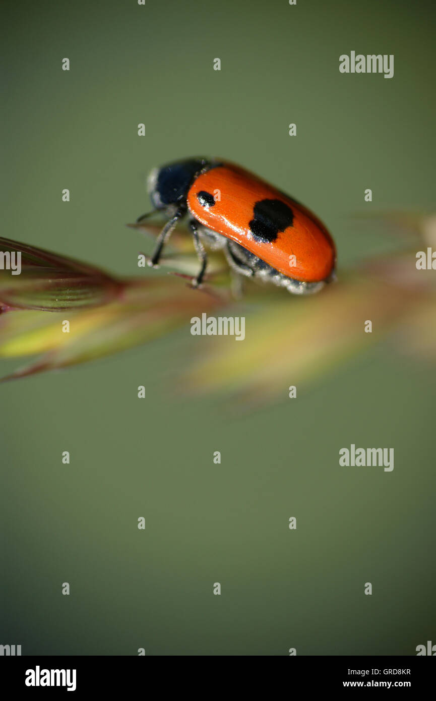 Case beetle hi-res stock photography and images - Alamy