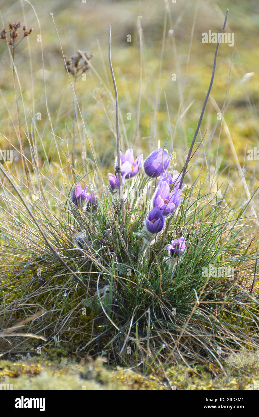 Wild Pasque Flowers, Pulsatilla Vulgaris Stock Photo - Alamy