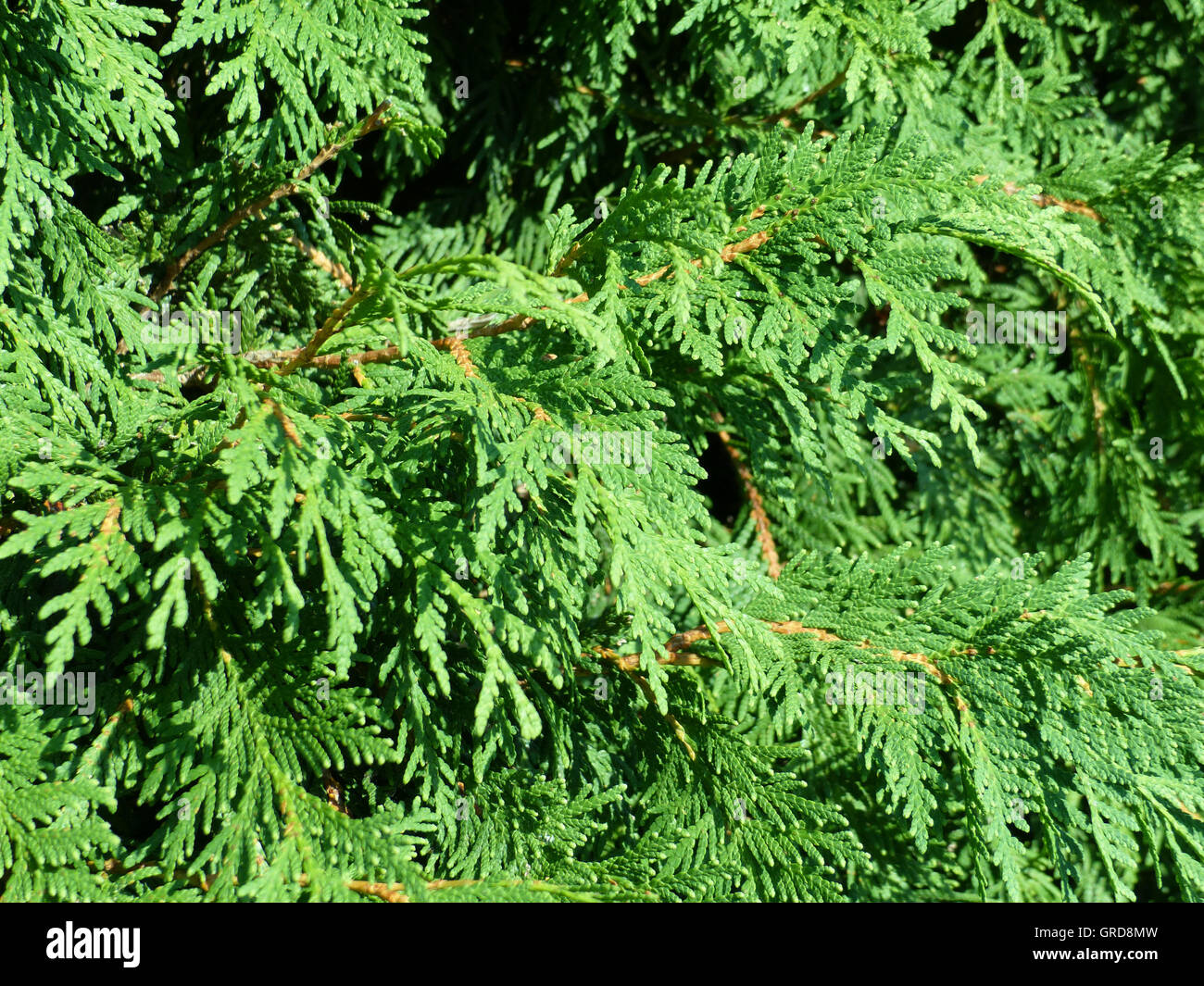 Thuja hi-res stock photography and images - Alamy