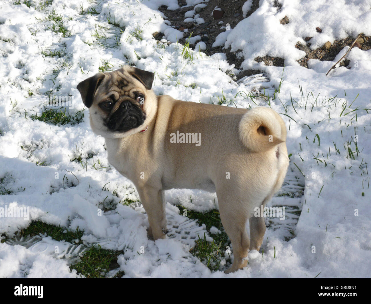 Beige Pug In Snow Stock Photo - Alamy