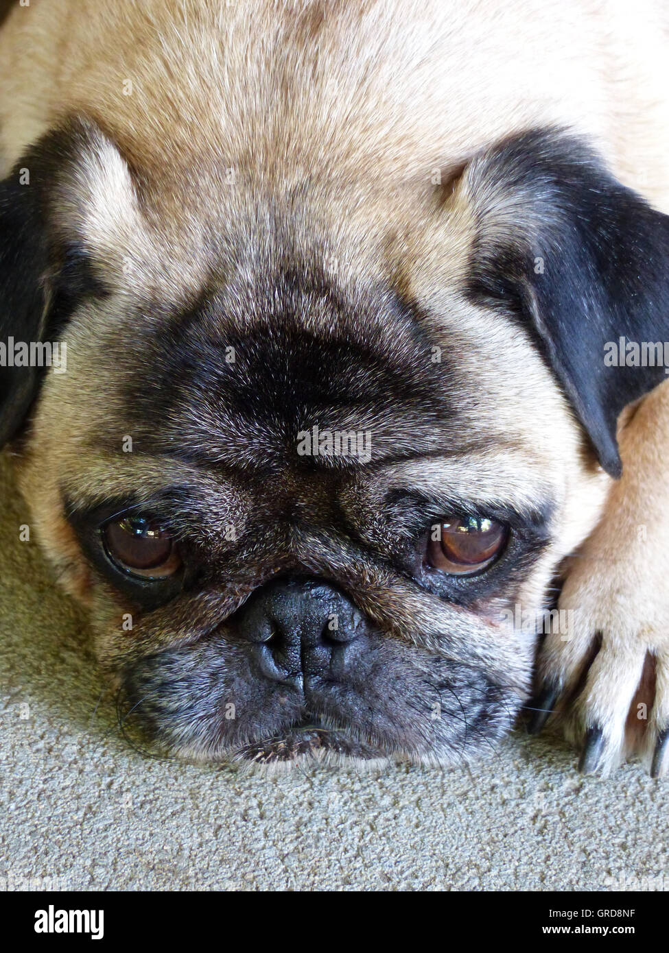 Beige Pug, Lying Stock Photo - Alamy