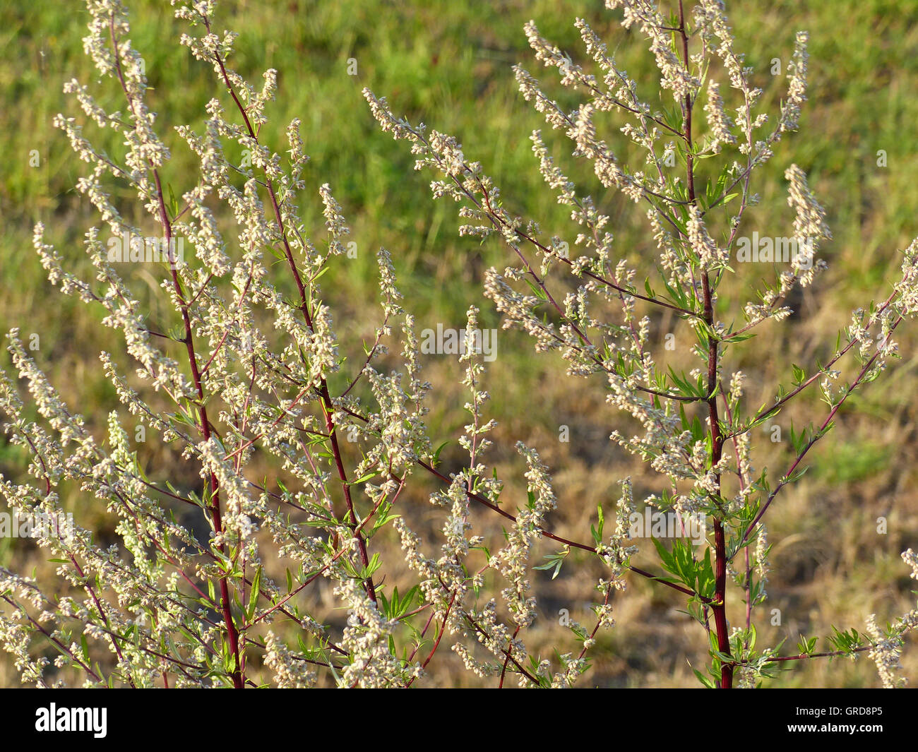 Mugwort, Artemisia Vulgaris, Medical Plant Stock Photo - Alamy