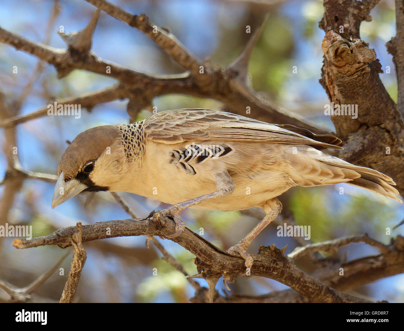 Weaver Bird, Male, Ploceidae Stock Photo - Alamy