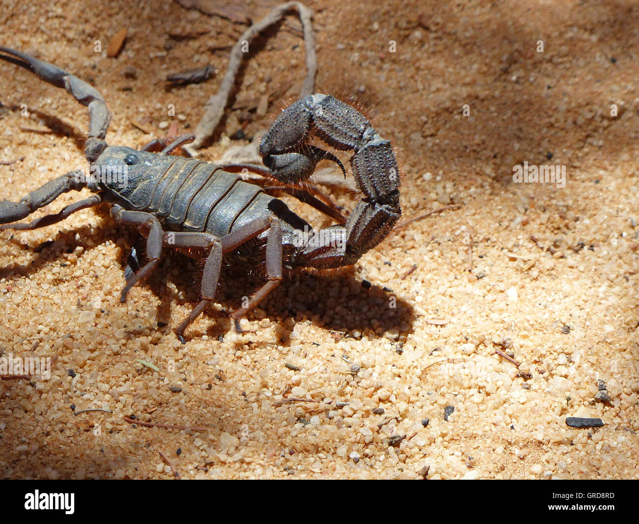 Scorpion on sandy ground hi-res stock photography and images - Alamy