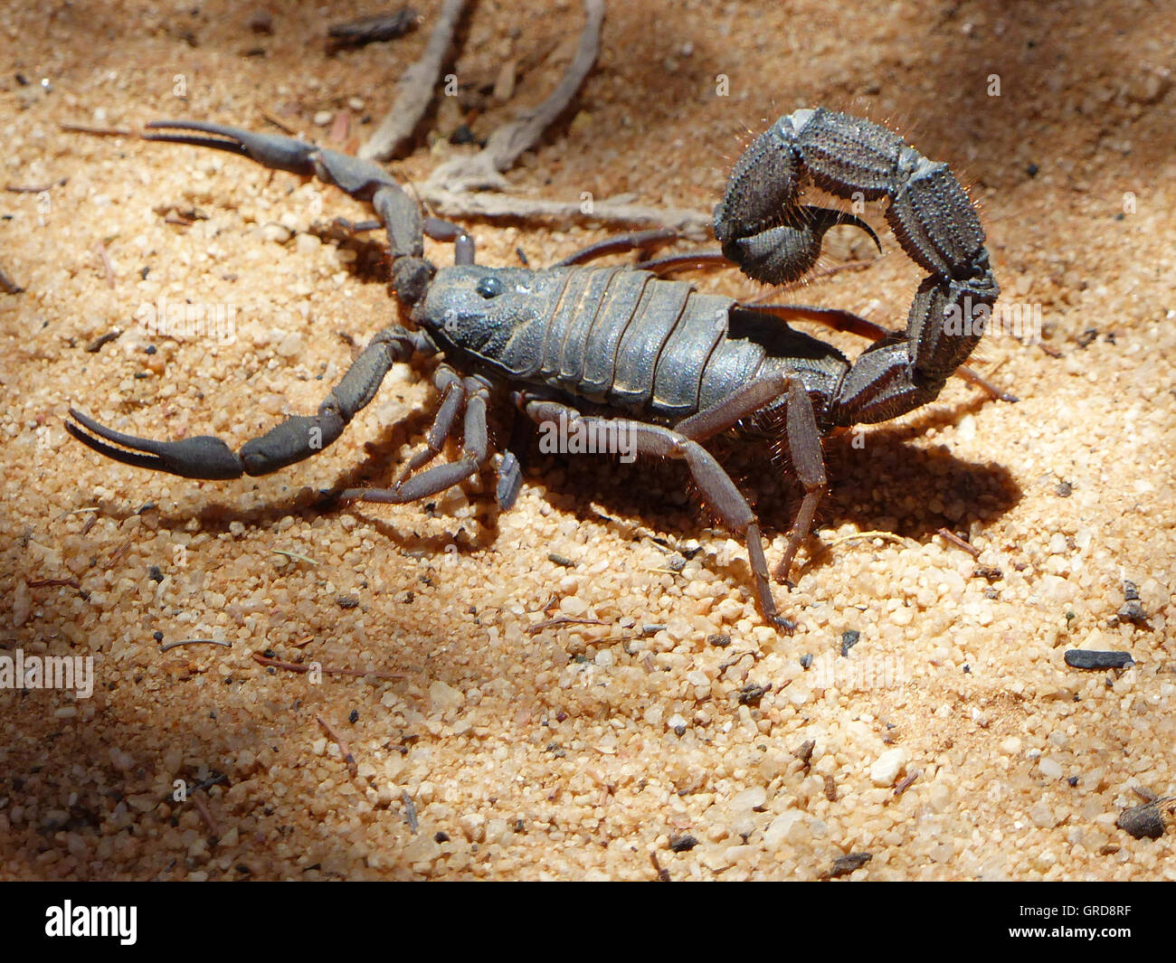 Scorpiones