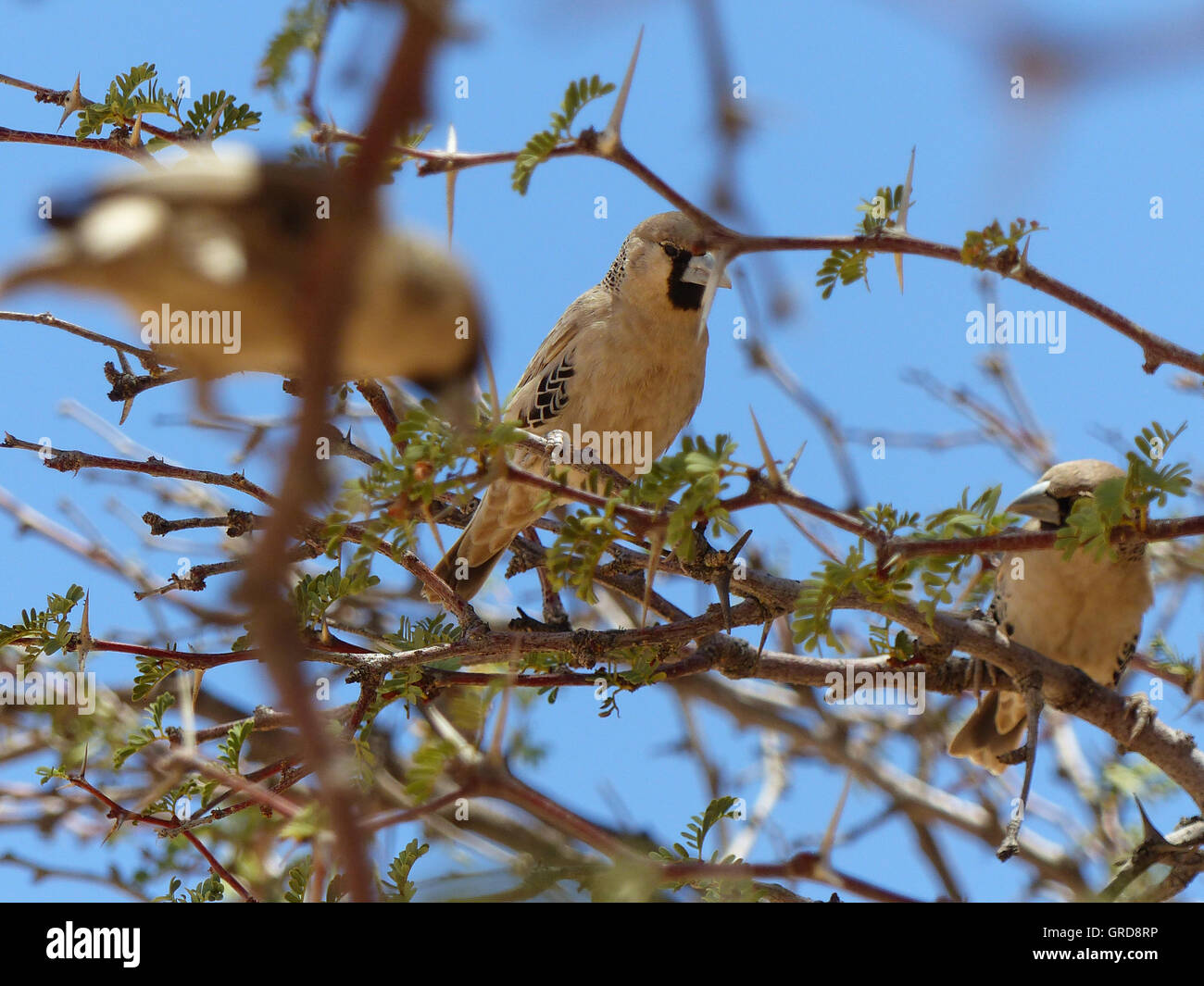 Weaver Birds, Male, Ploceidae, Sitting In A Tree Stock Photo - Alamy
