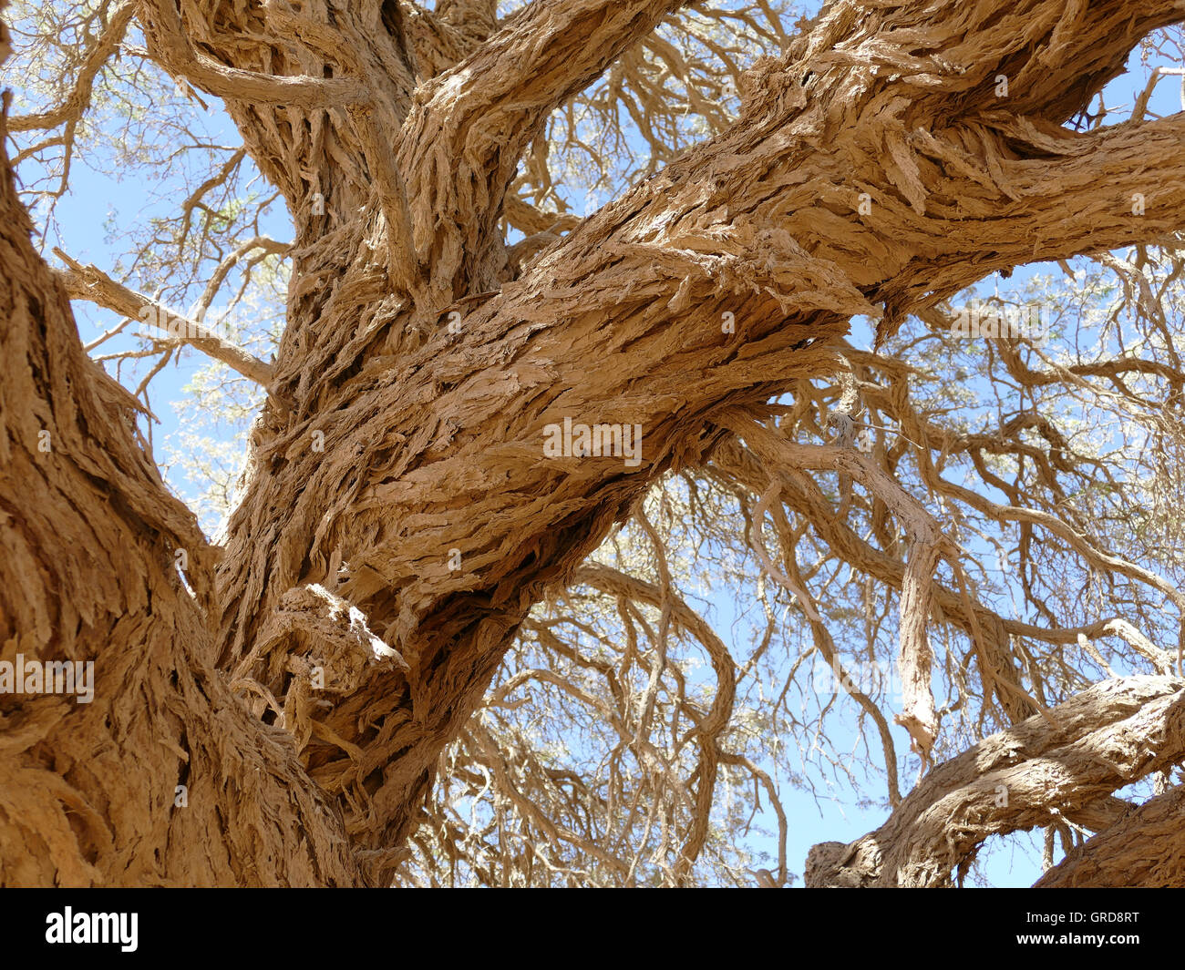 Boscia Albitrunca, Shepherds Tree, Tropical Africa Stock Photo - Alamy