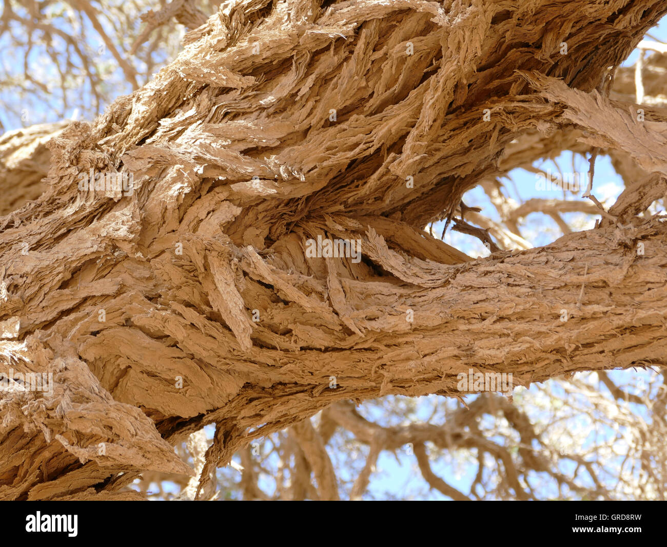 'shepherd's tree'' hi-res stock photography and images - Alamy