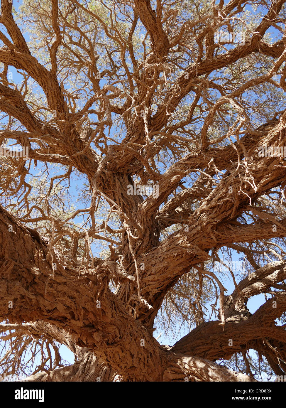 'shepherd's tree'' hi-res stock photography and images - Alamy