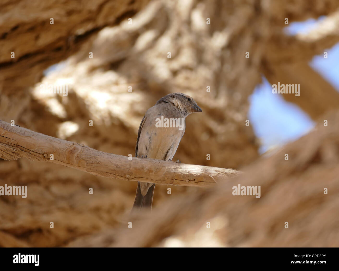 Sedentary bird hi-res stock photography and images - Alamy