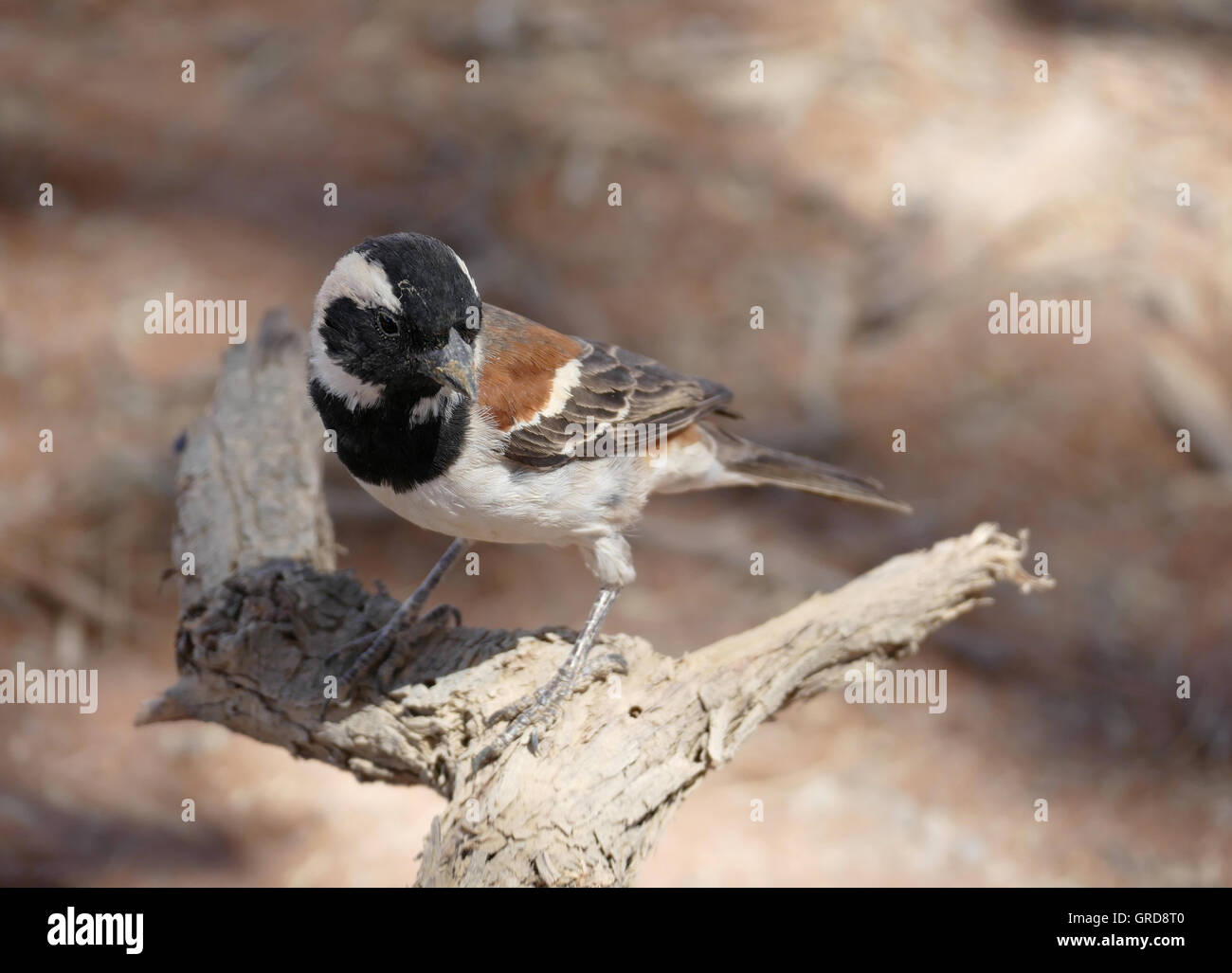 Weaver Bird, Ploceidae, Africa Stock Photo - Alamy