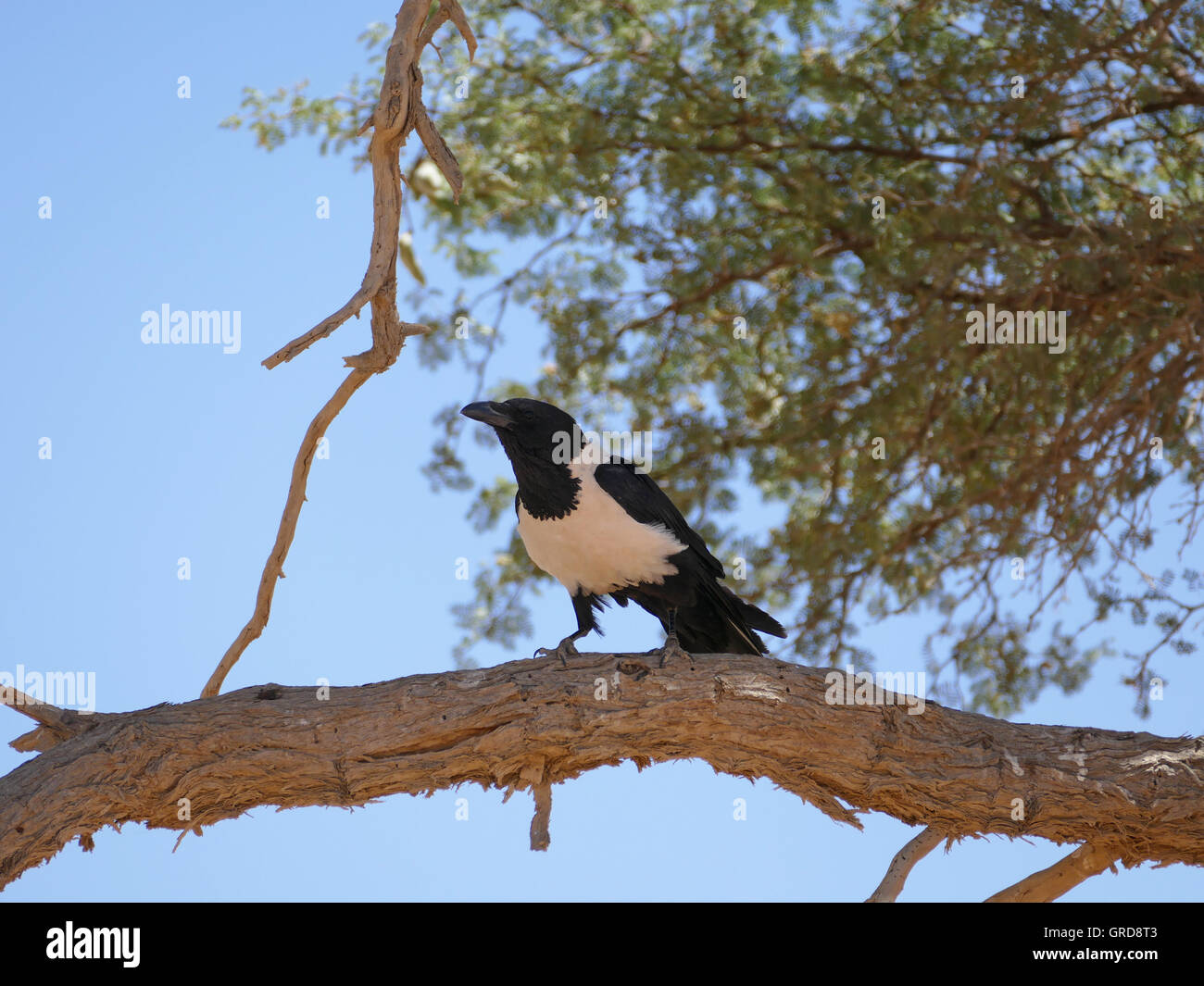 Pied Raven High Resolution Stock Photography and Images - Alamy