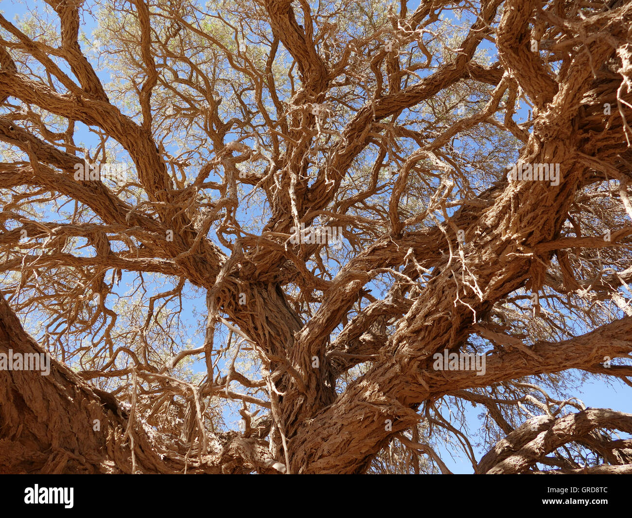 Shepherds tree hi-res stock photography and images - Alamy
