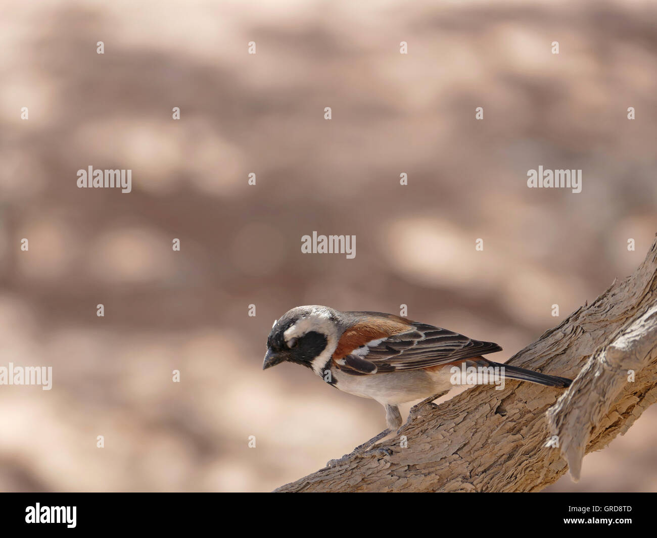 Weaver Bird, Ploceidae, Africa Stock Photo - Alamy