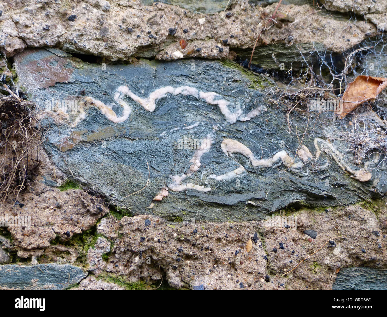 Fossils In Shale, Seen At River Lahn, Germany Stock Photo - Alamy