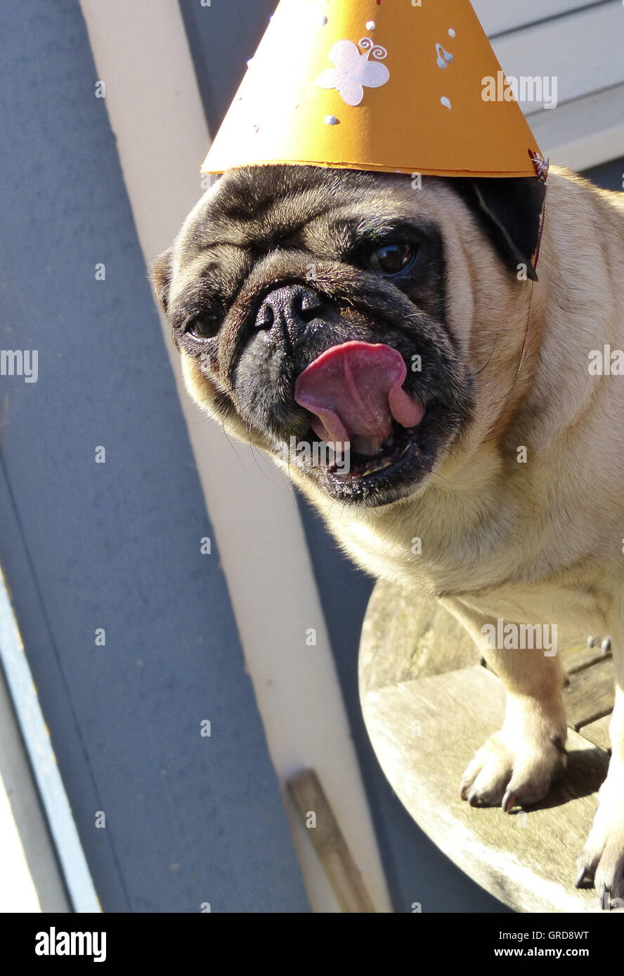 Birthday pug hi-res stock photography and images - Alamy