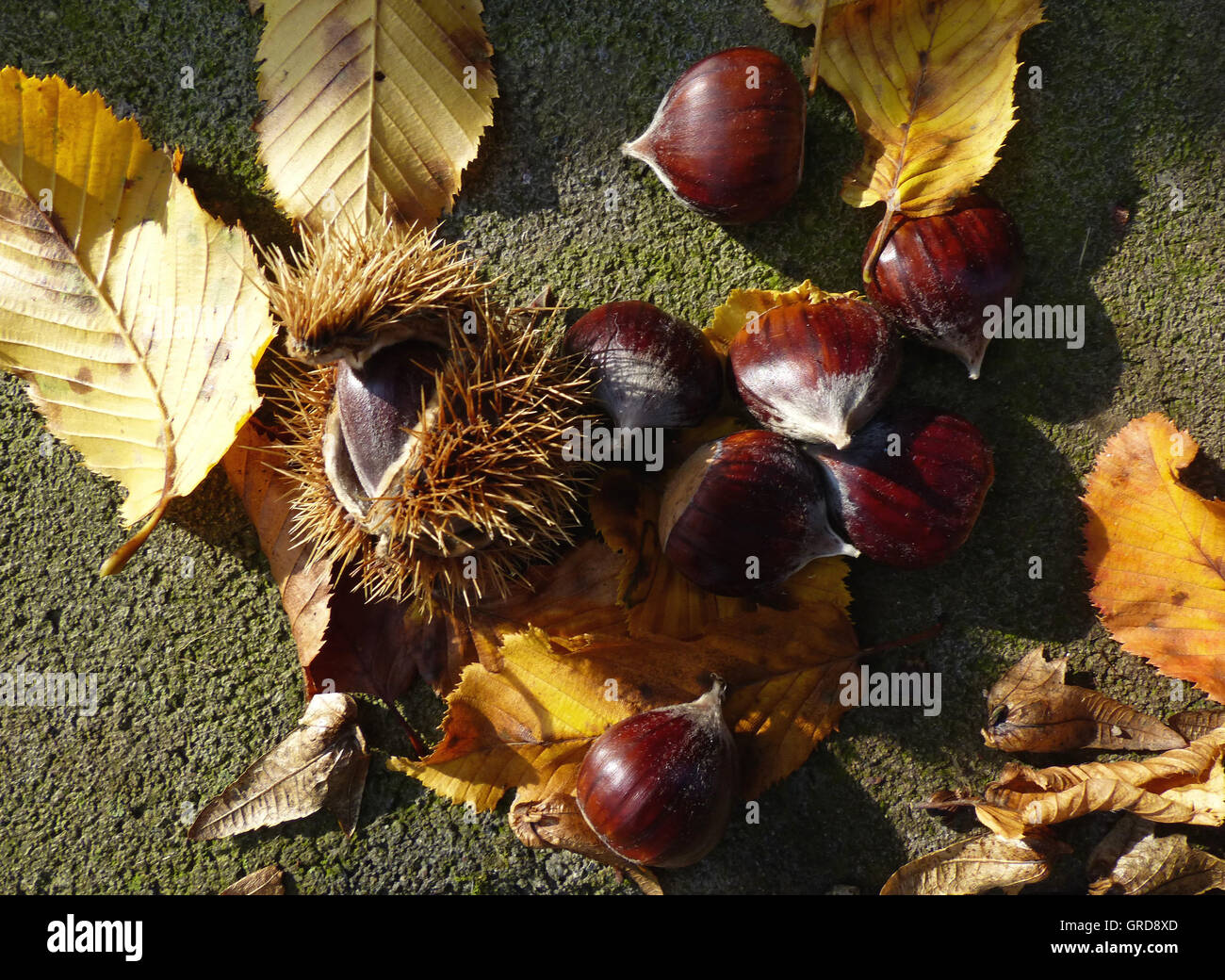 Ripe sweet chestnuts edible hi-res stock photography and images - Alamy