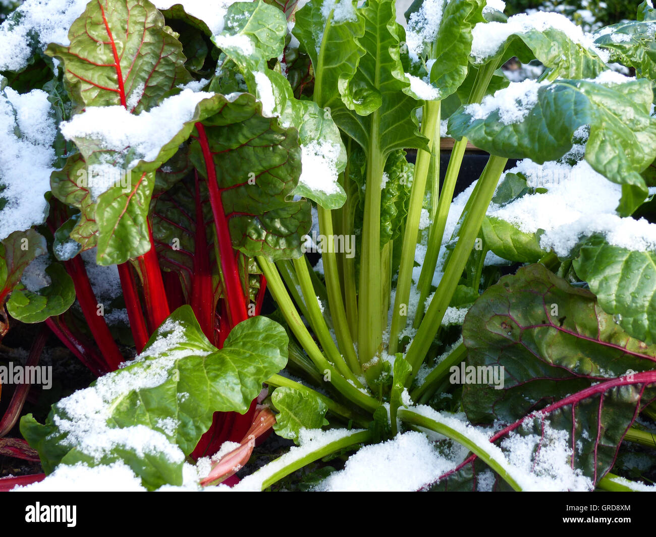 Chard In The First Snow, Beta Vulgaris Stock Photo - Alamy