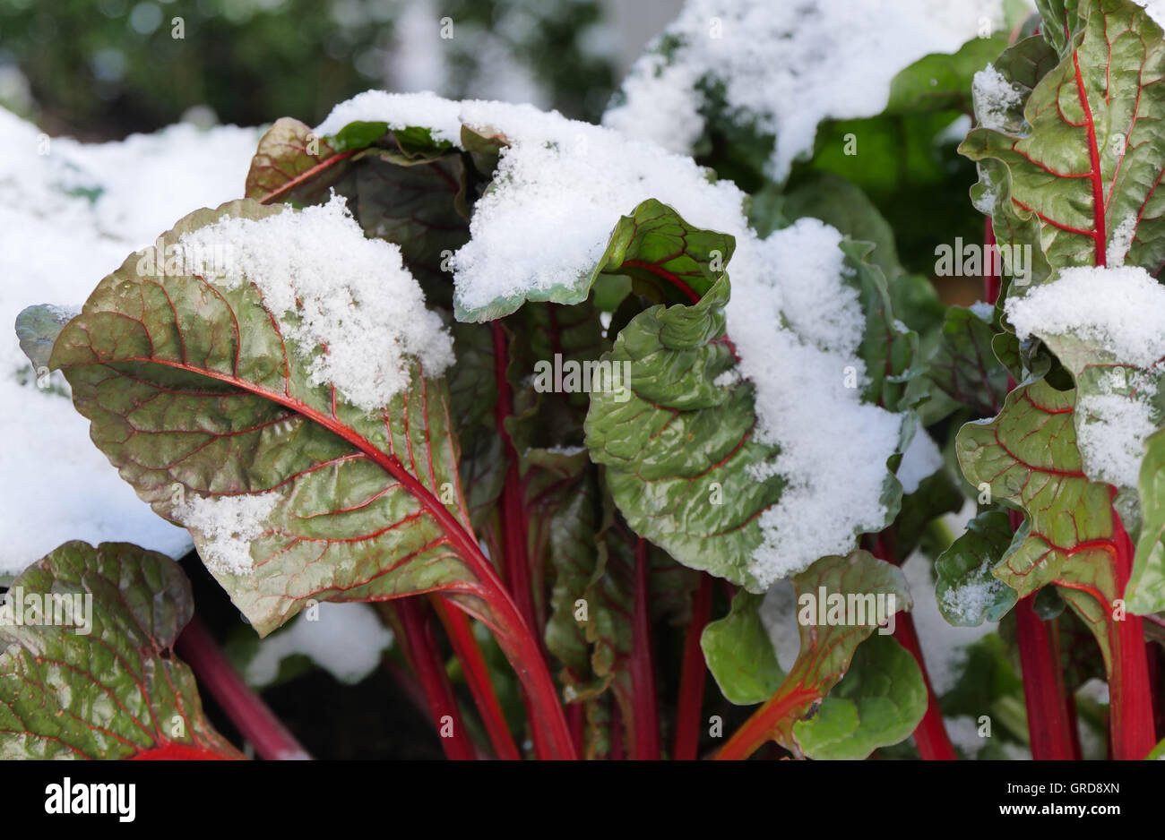 Chard In The First Snow, Beta Vulgaris Stock Photo - Alamy