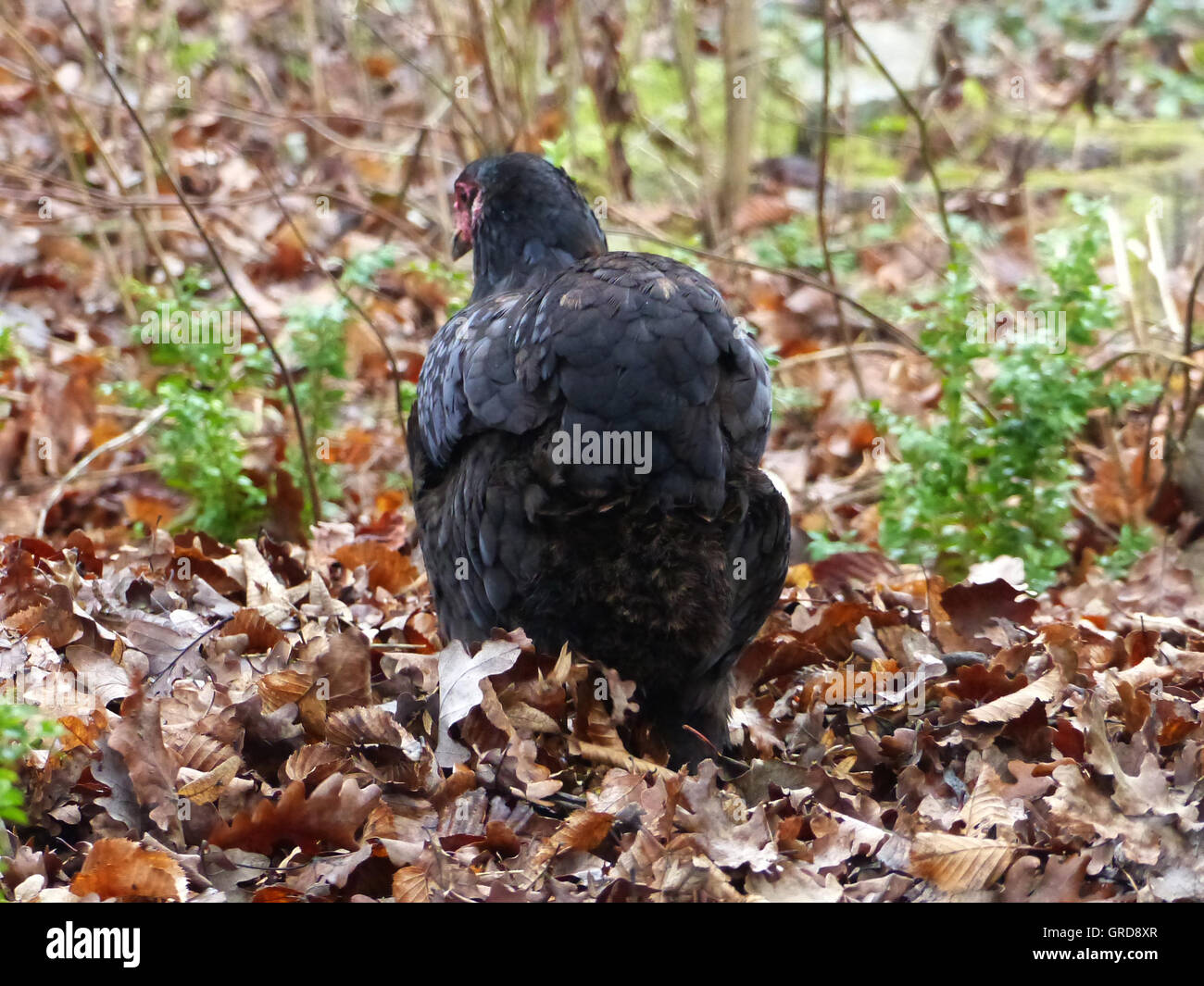 Araucana hen hi-res stock photography and images - Alamy