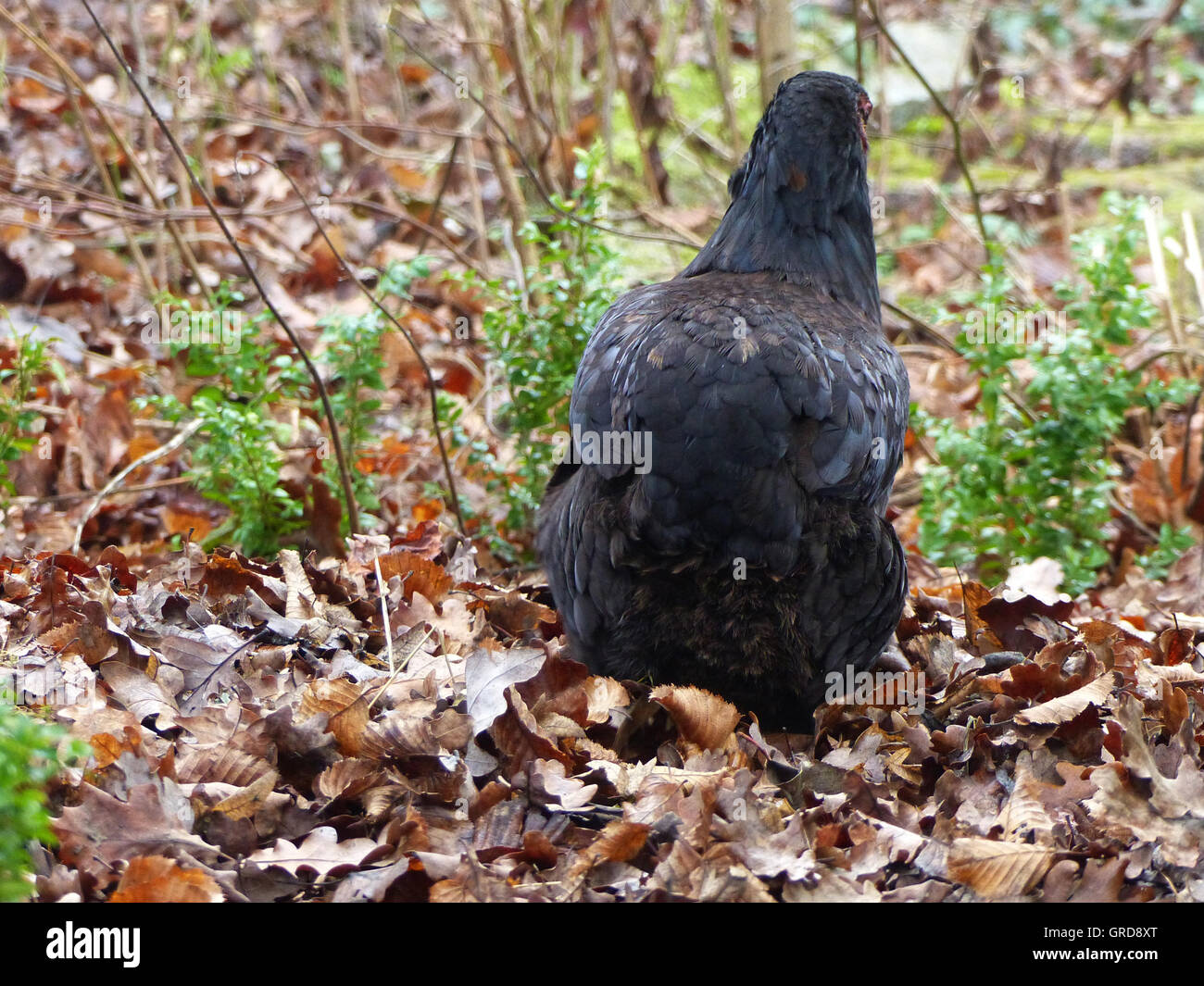 Araucana Hen In Autumn Foliage, Rear View Stock Photo - Alamy