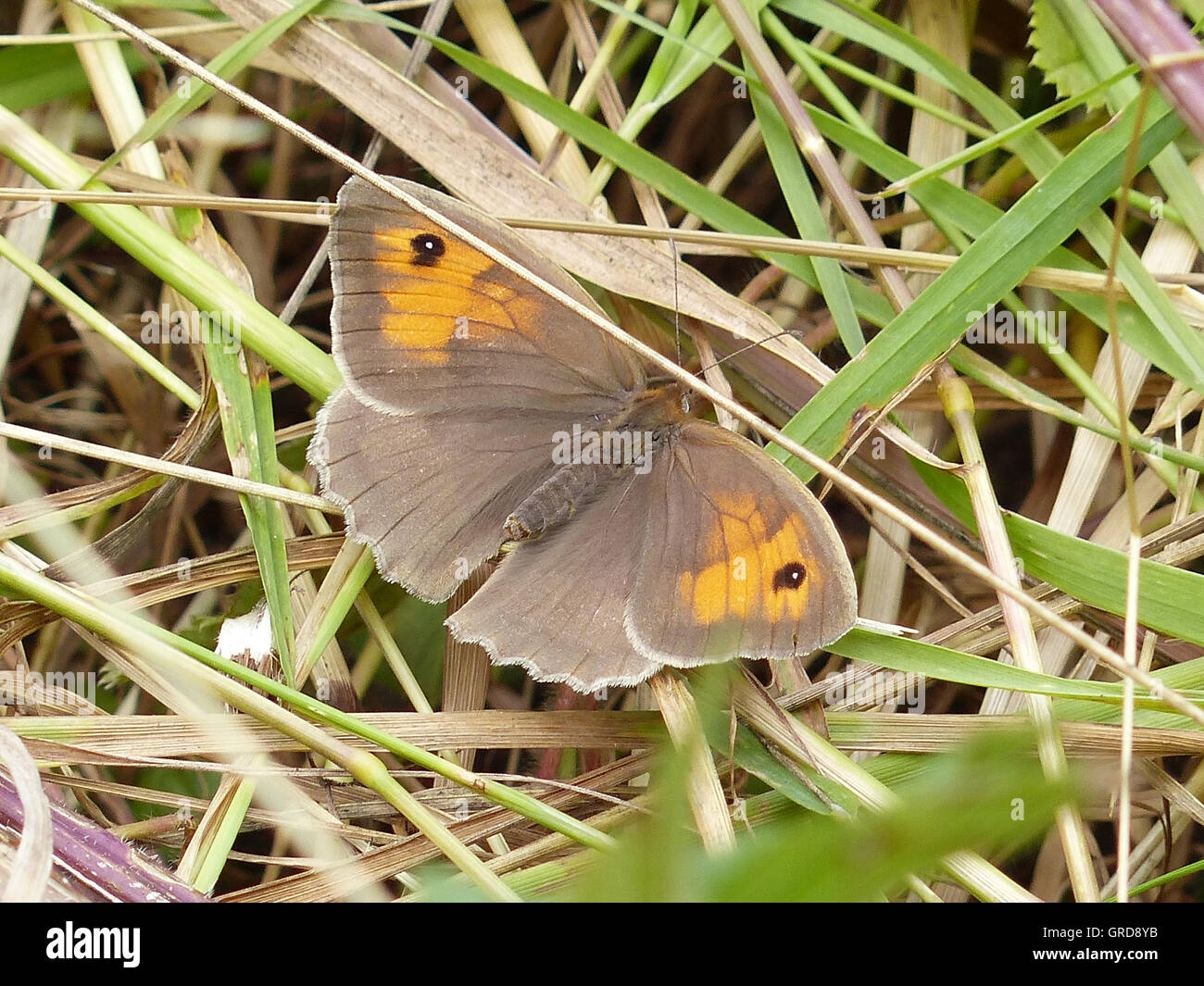 Butterfly Meadow Brown, Maniola Jurtina Stock Photo - Alamy