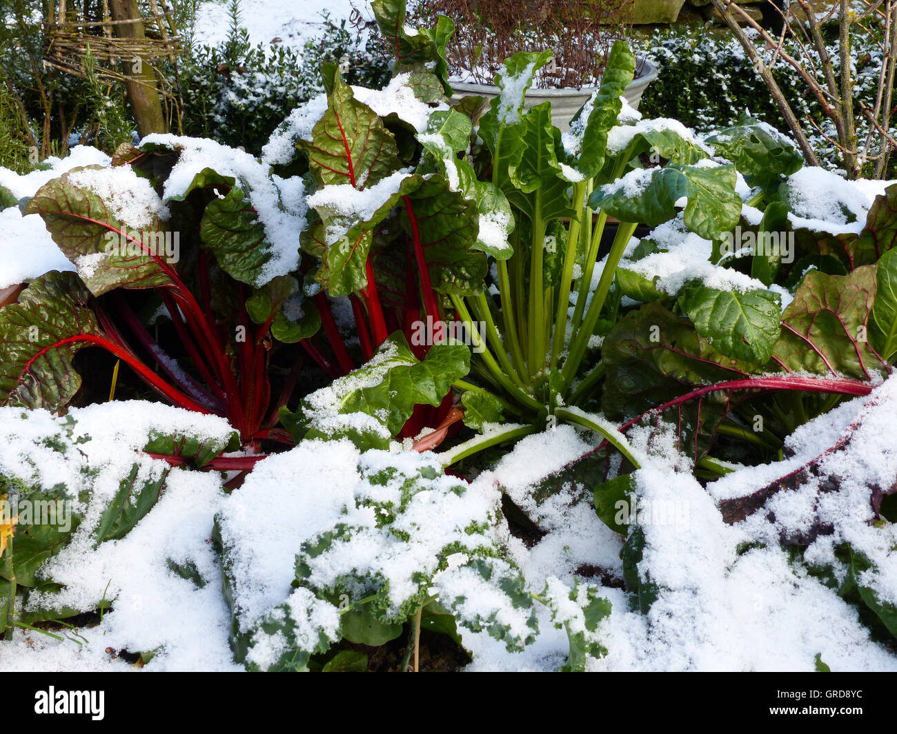 Chard In The First Snow, Beta Vulgaris Stock Photo - Alamy