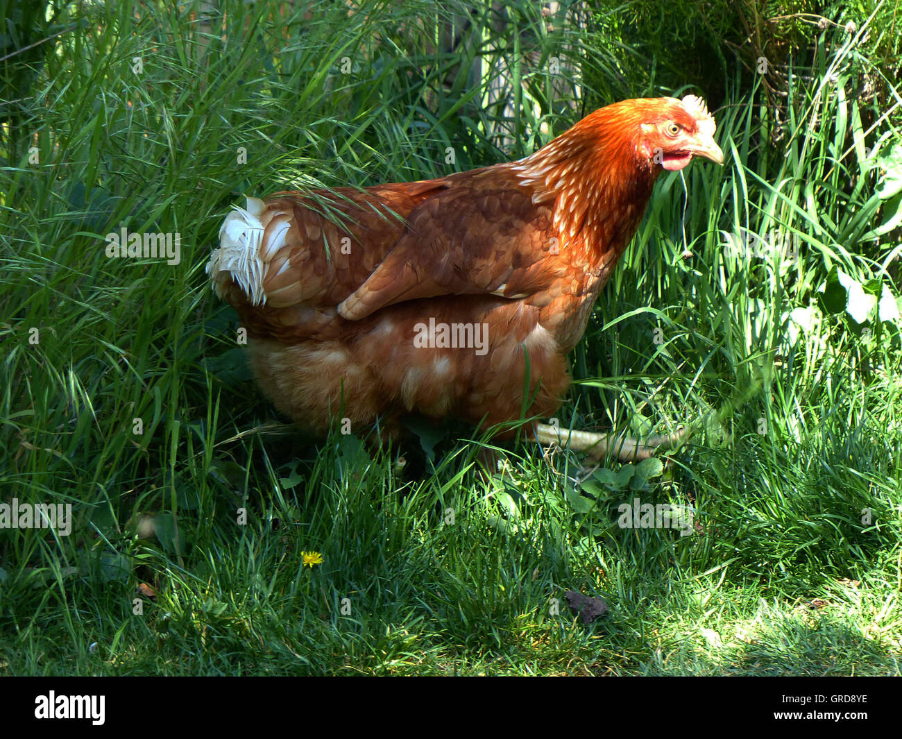 Freerunning hi-res stock photography and images - Alamy
