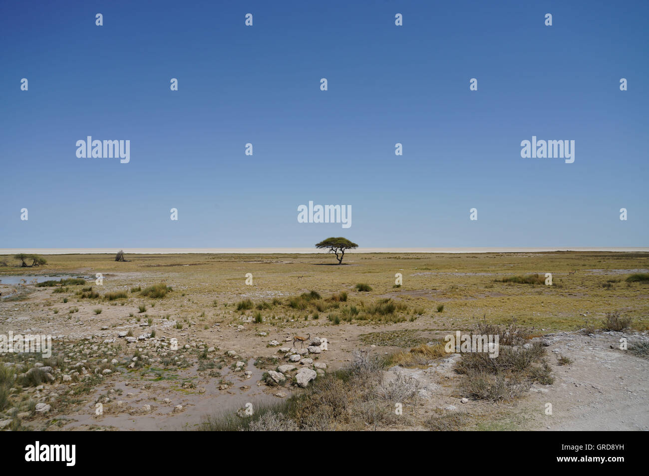 Etosha Pan, Namibia Stock Photo - Alamy